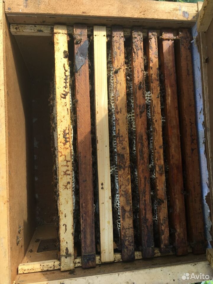 Продам пчёлосемью