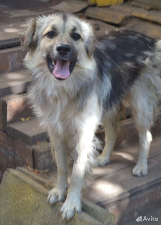 В добрые руки