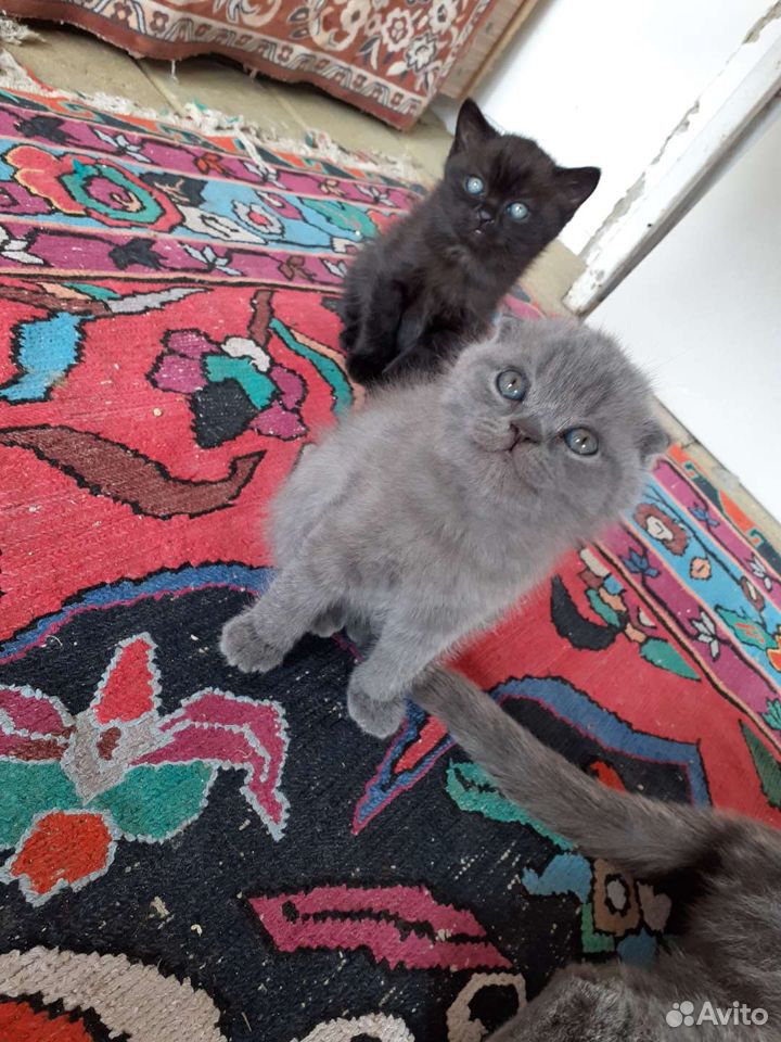 Котята шотладские