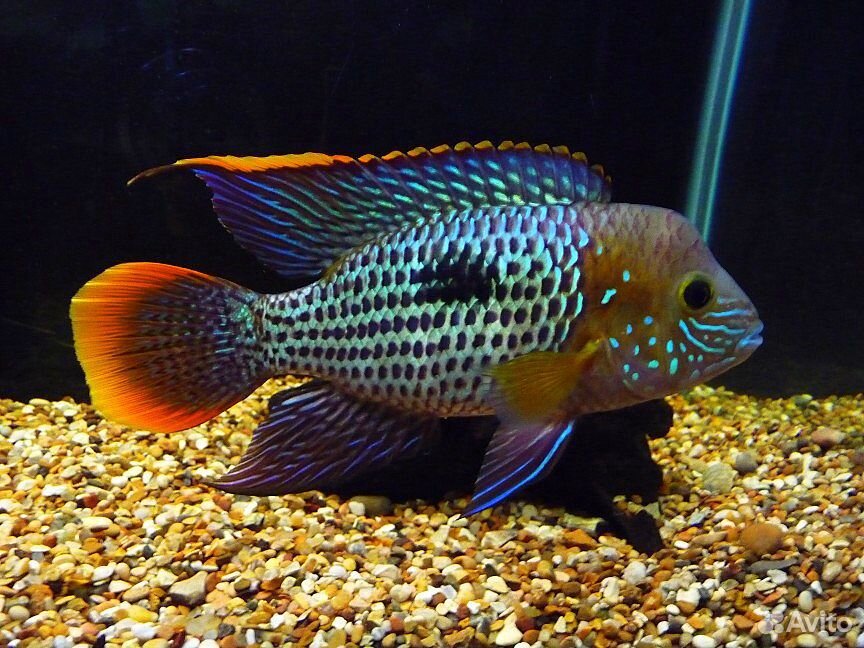 Акара берюзовая