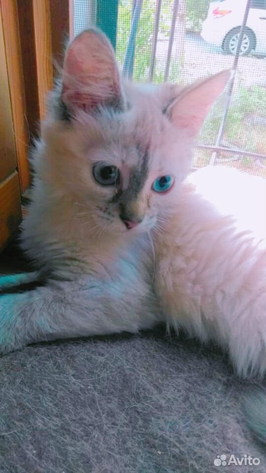 Мальвина 3мес