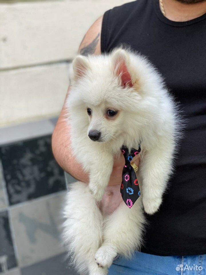Собака