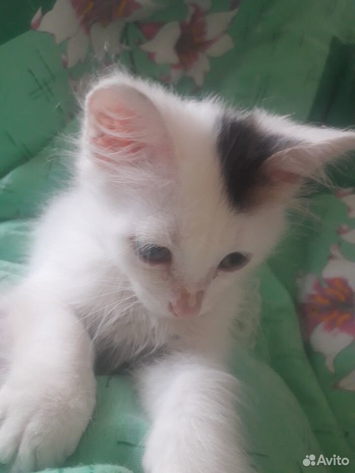 Турецкая ангора