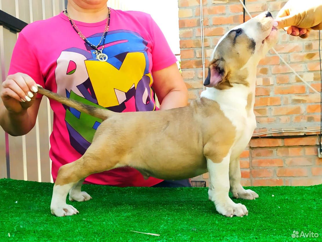 Щенки бультерьера