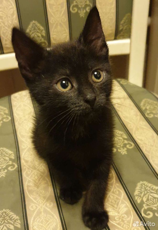 Цыпа Петроградская