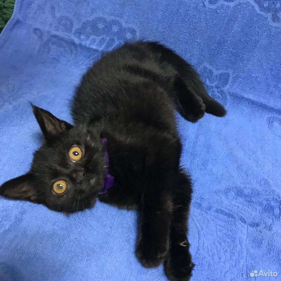 Котенок девочка 3 месяца