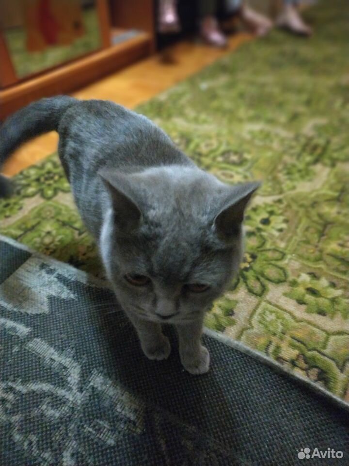 Британская кошка