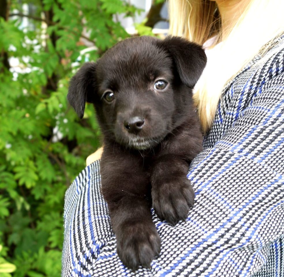 Щенок Неженка, девочка 2 месяца