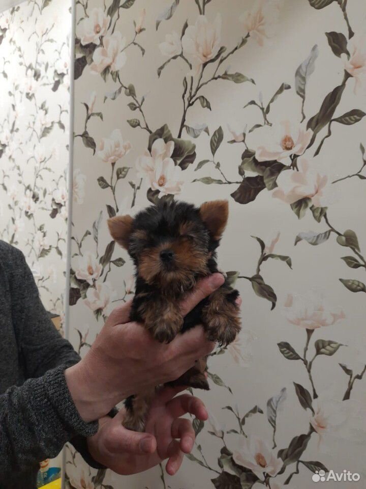 Йоркчики Беби Фейс