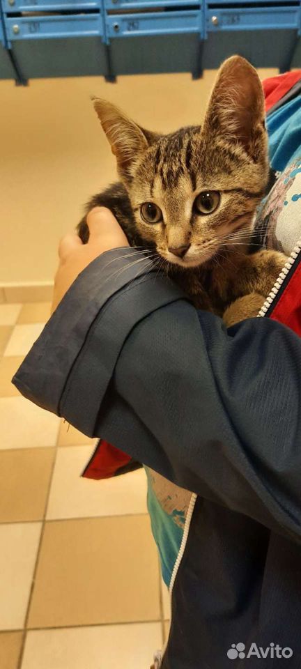 Котёнок в добрые руки