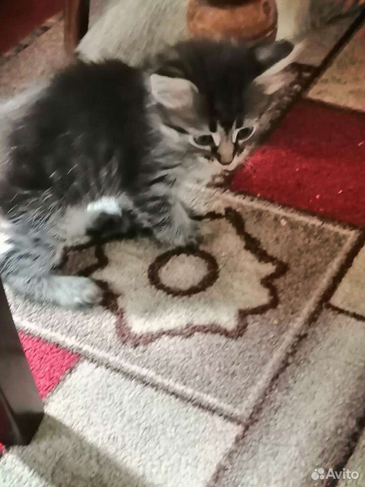Котятки пушистики