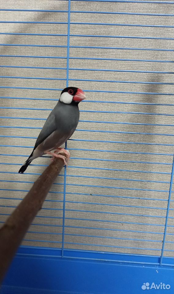 Рисовый амадин,самец