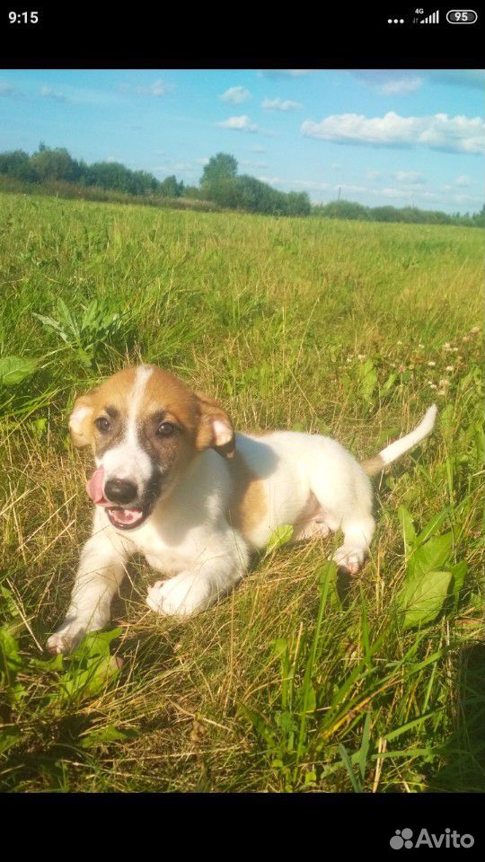 Щенок мальчик красивый крупный