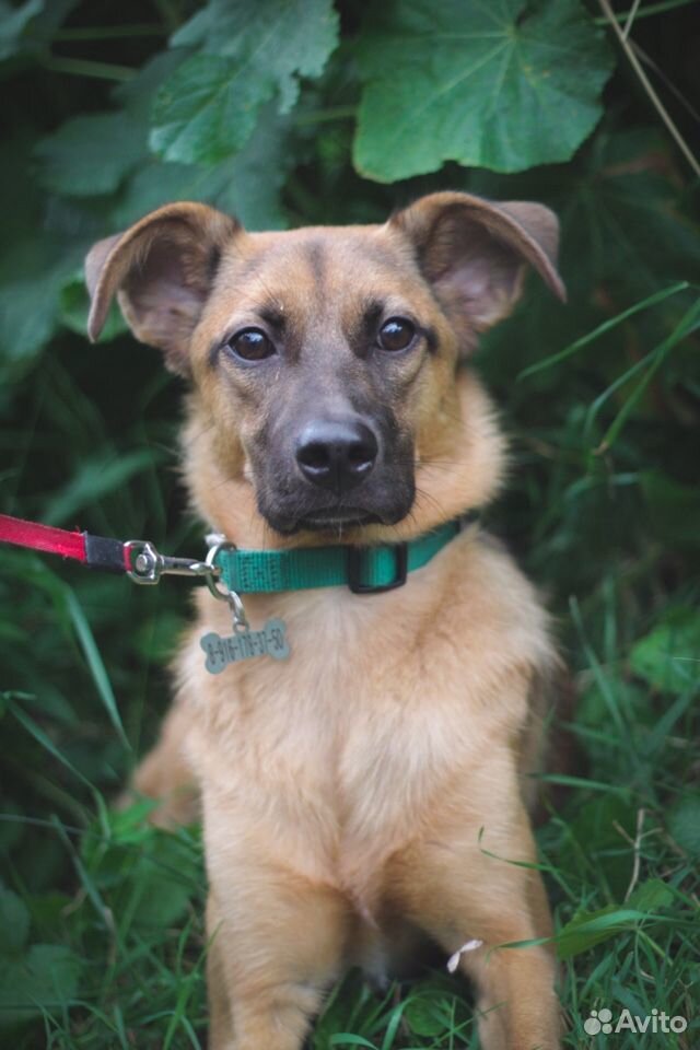 Собака Джульета в дар