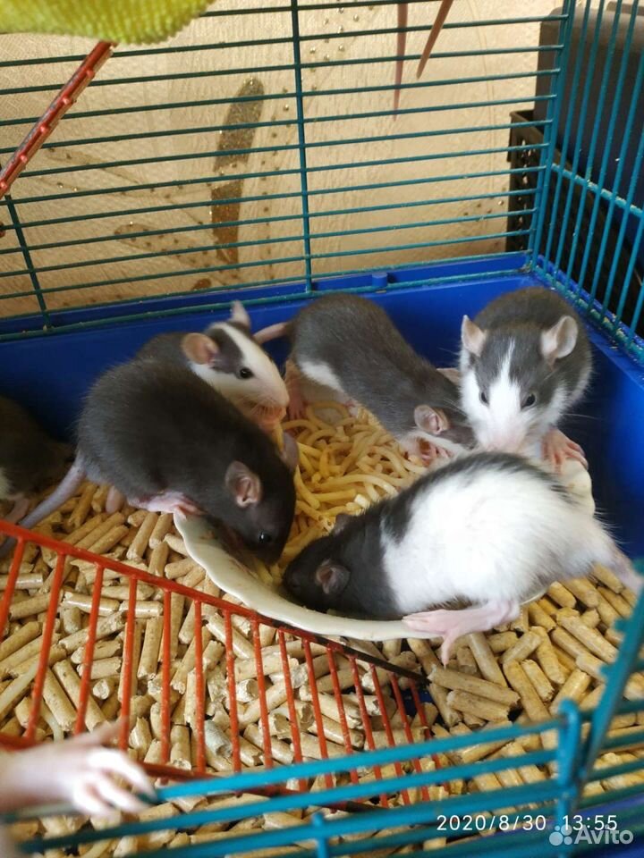 Крысики в добрые руки