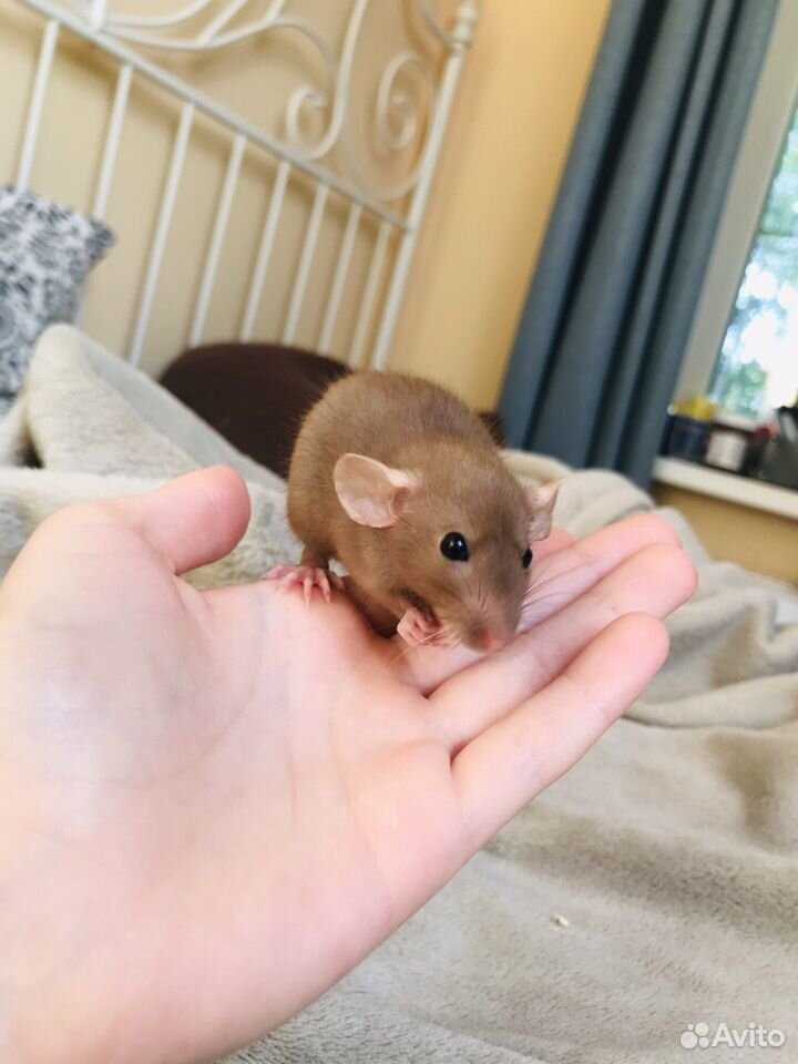 Крыса, крысенок дамбо. Шоколадный бурмиз. Самка