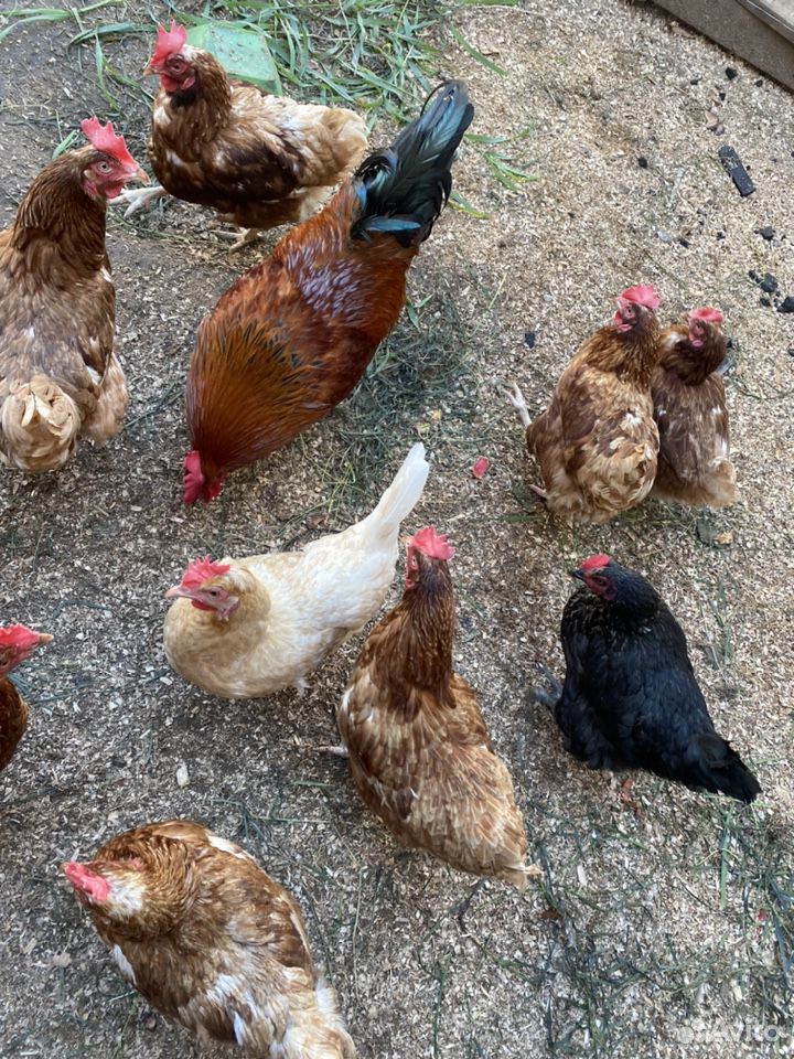 Куры и петух