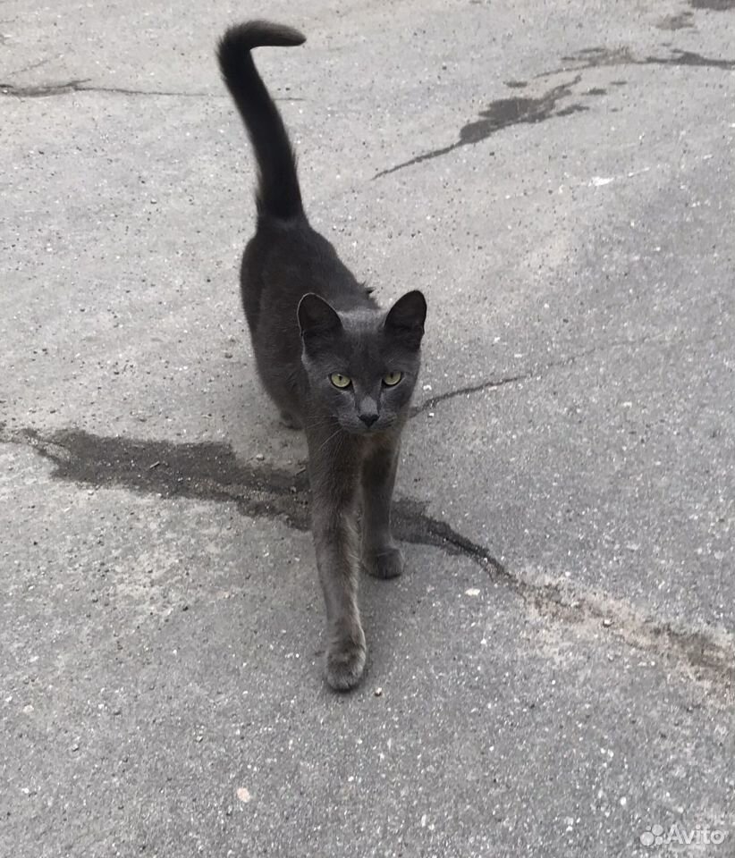 Пропадает красивейший кот