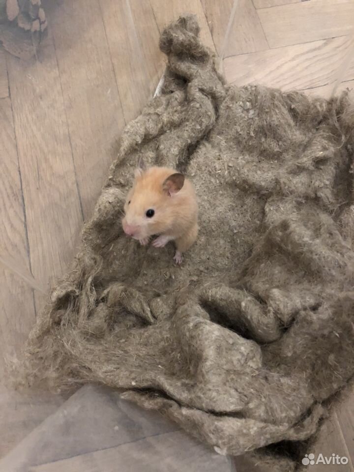 Отдадим Хомяка