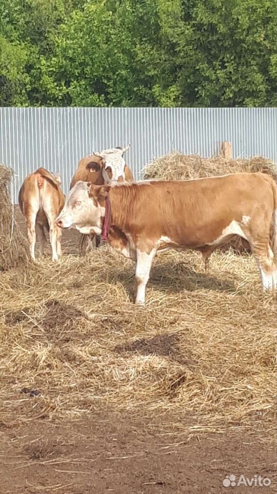 Телки коровы бычки