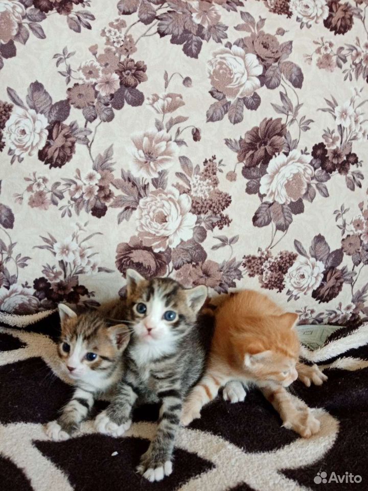 Миленькие котята