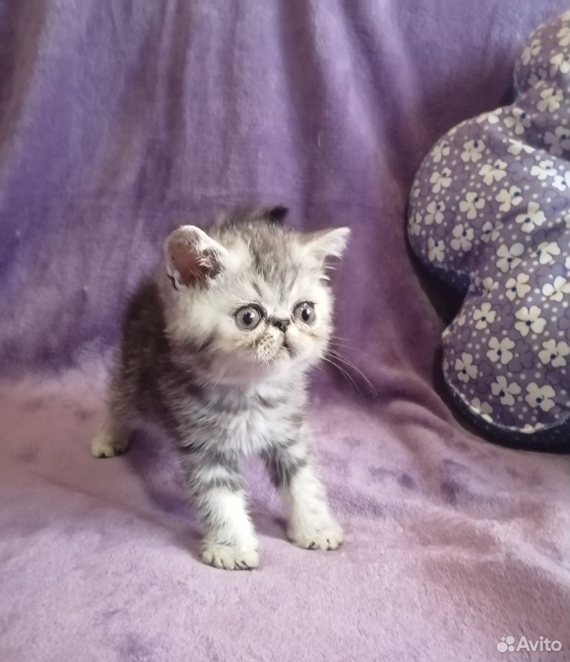 Маленький котик экзотик