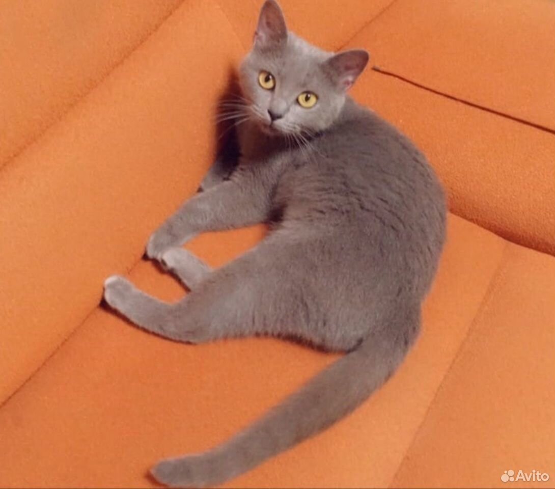 Русская голубая