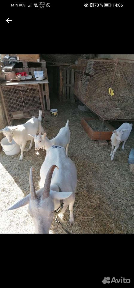 Продаю козочку