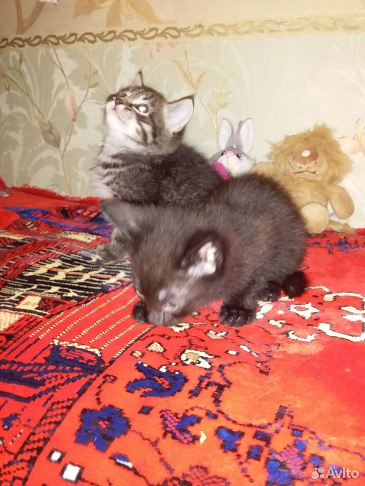 Котята два месяца в хорошие добоые руки