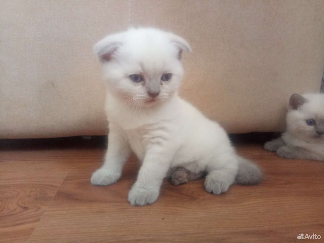 Кошка