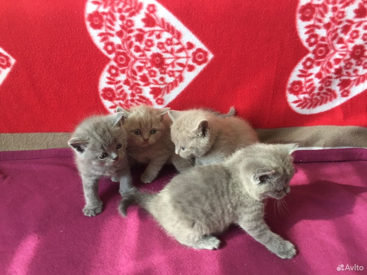 Британские котята