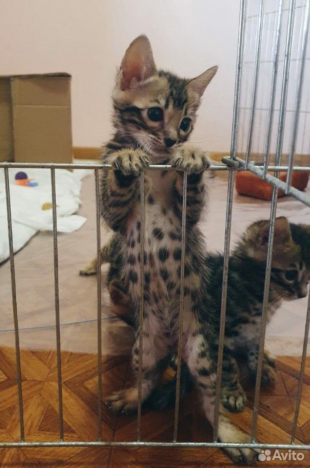 Бенгальские котята