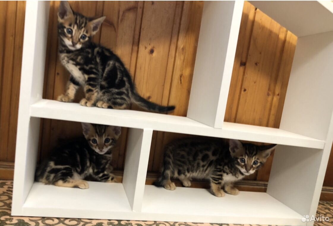Котята Манчкин