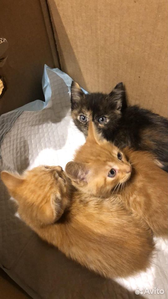 Котята в добрые руки