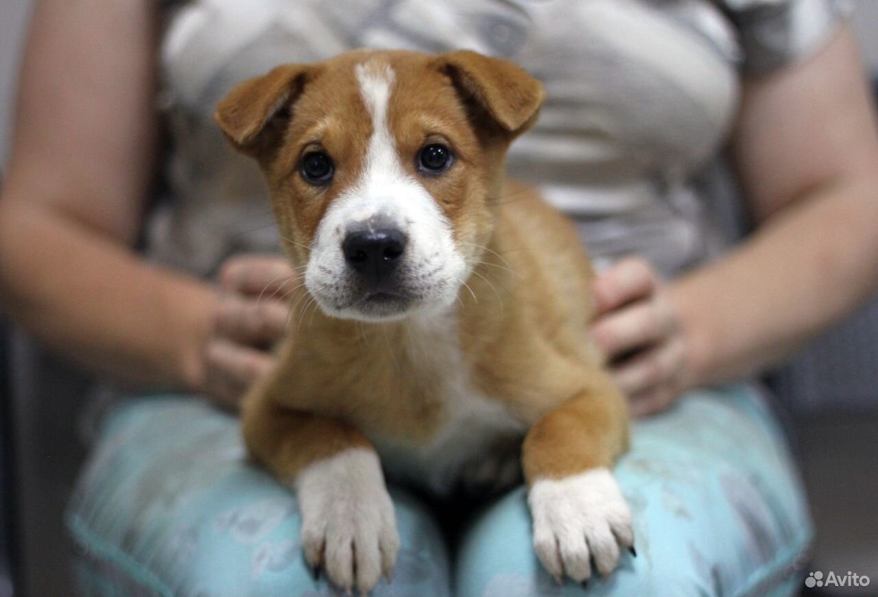 Щенки в добрейшие руки