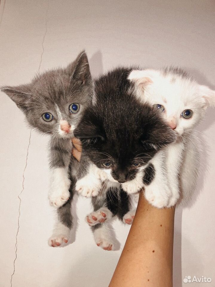 Котята в добрые руки