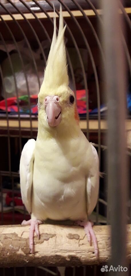 Продам попугаев корелла