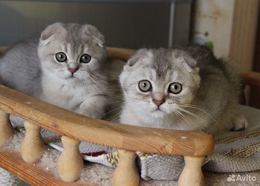 Котики-Фолдики