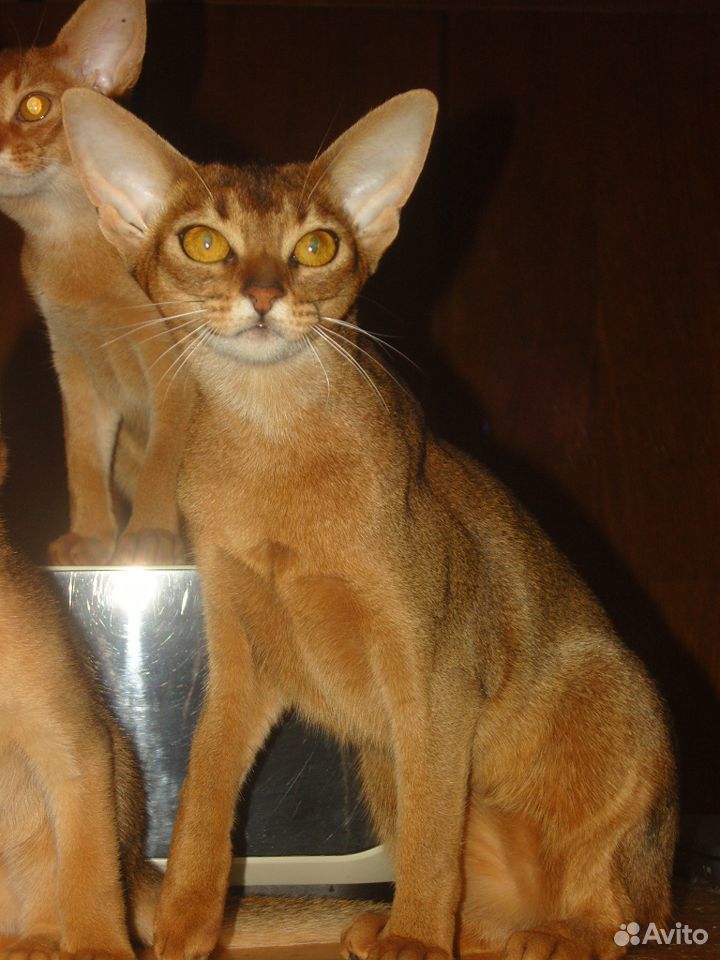 Абиссиночка