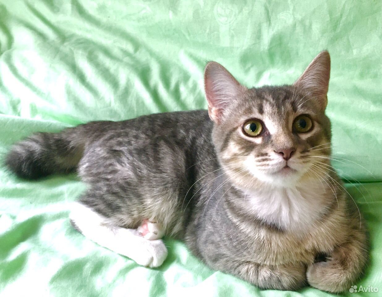 Котёнок 5,5 мес