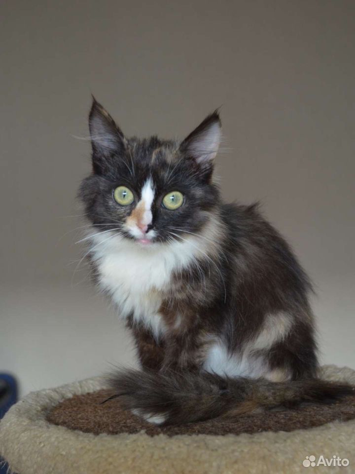Котёнок Ариша 3 месяца