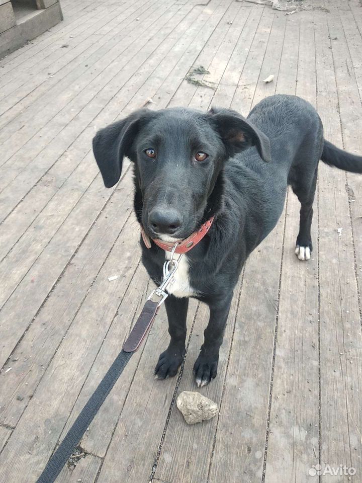 Малышка Зума в дар