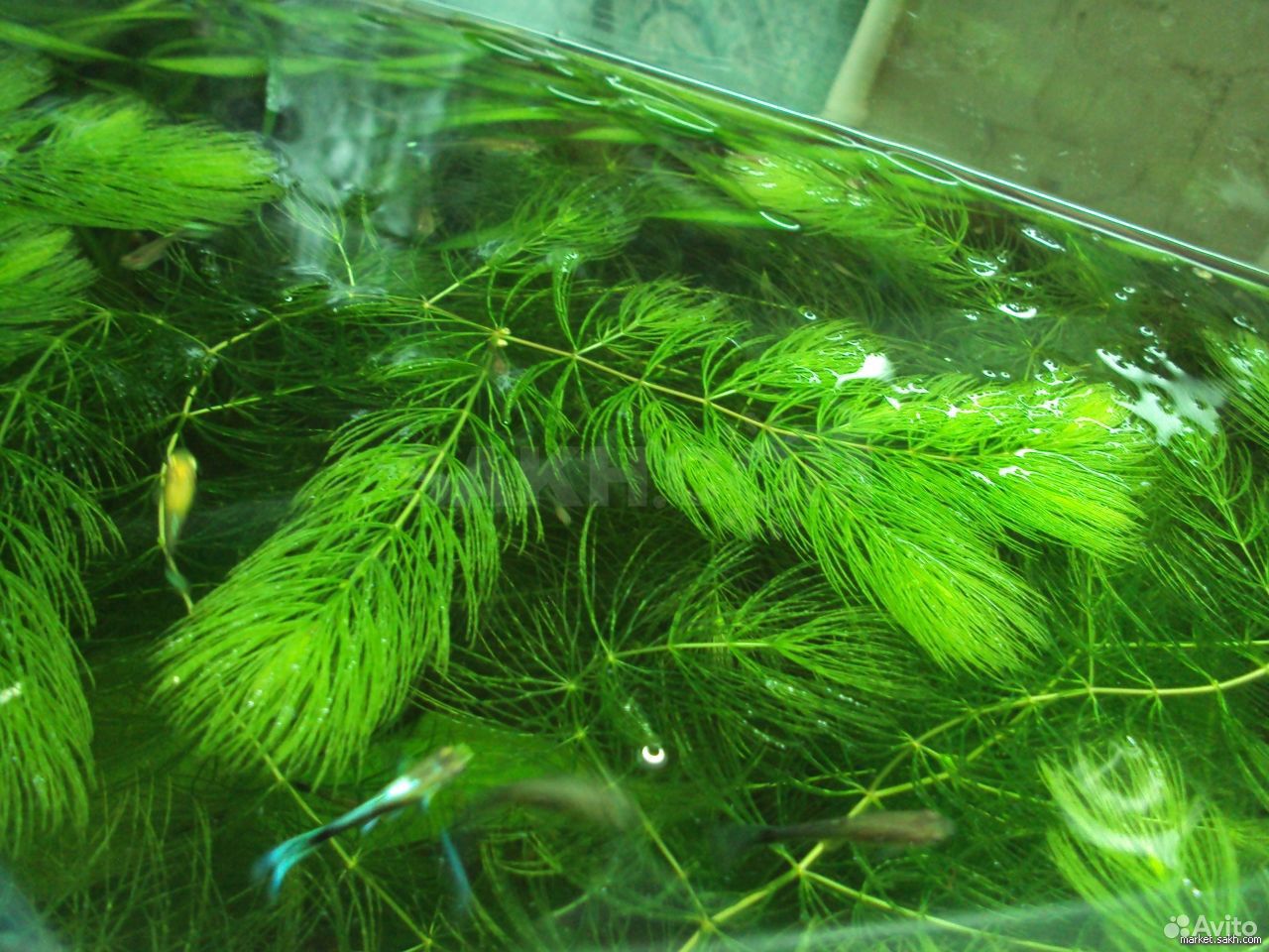 Продаю аквариумные растения