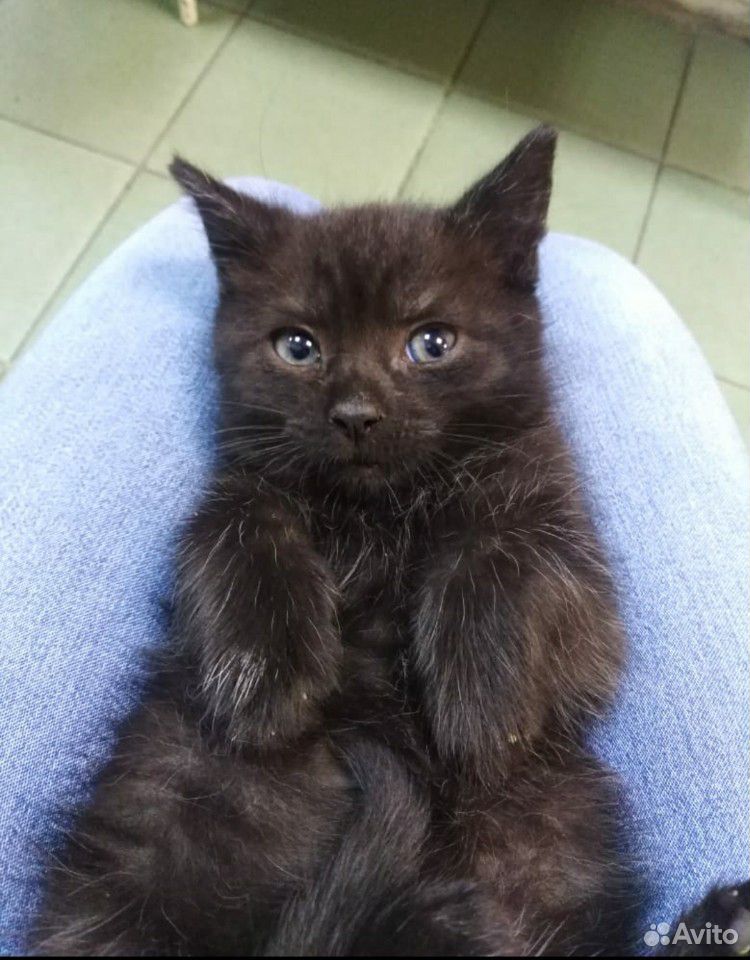 Маленький Нафаня ищет дом