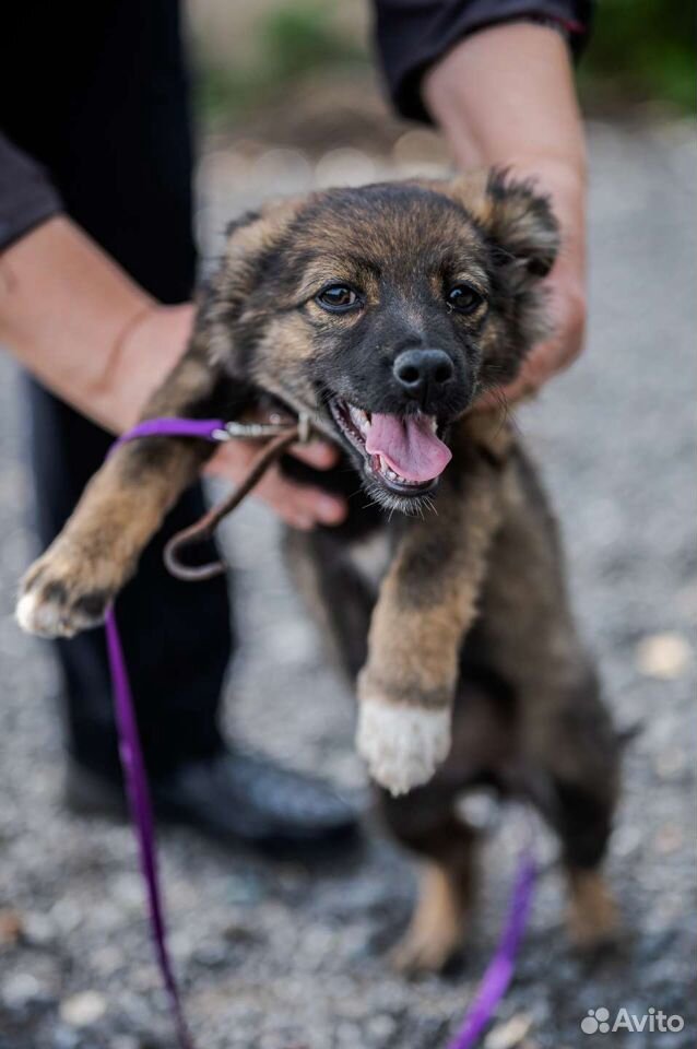 Щенок девочка в квартиру. 3.5 месяца