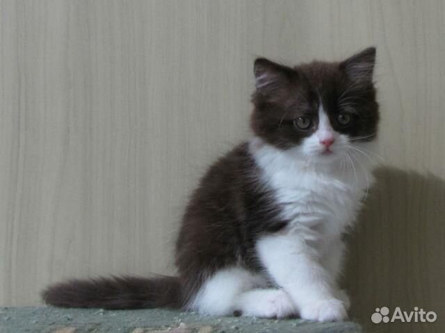 Тигровые и биколорный котик