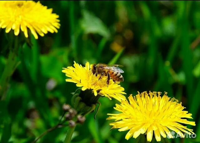 Пчелы для апитерапии для Пчёлоужаливаний