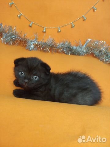 Котенок