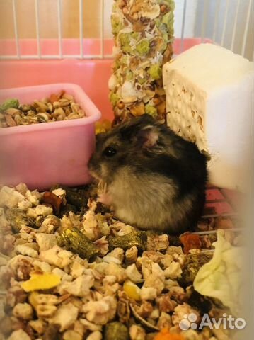 Продам Джунгарских малышей