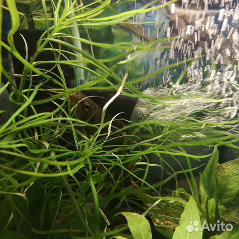 Водное растение для аквариума